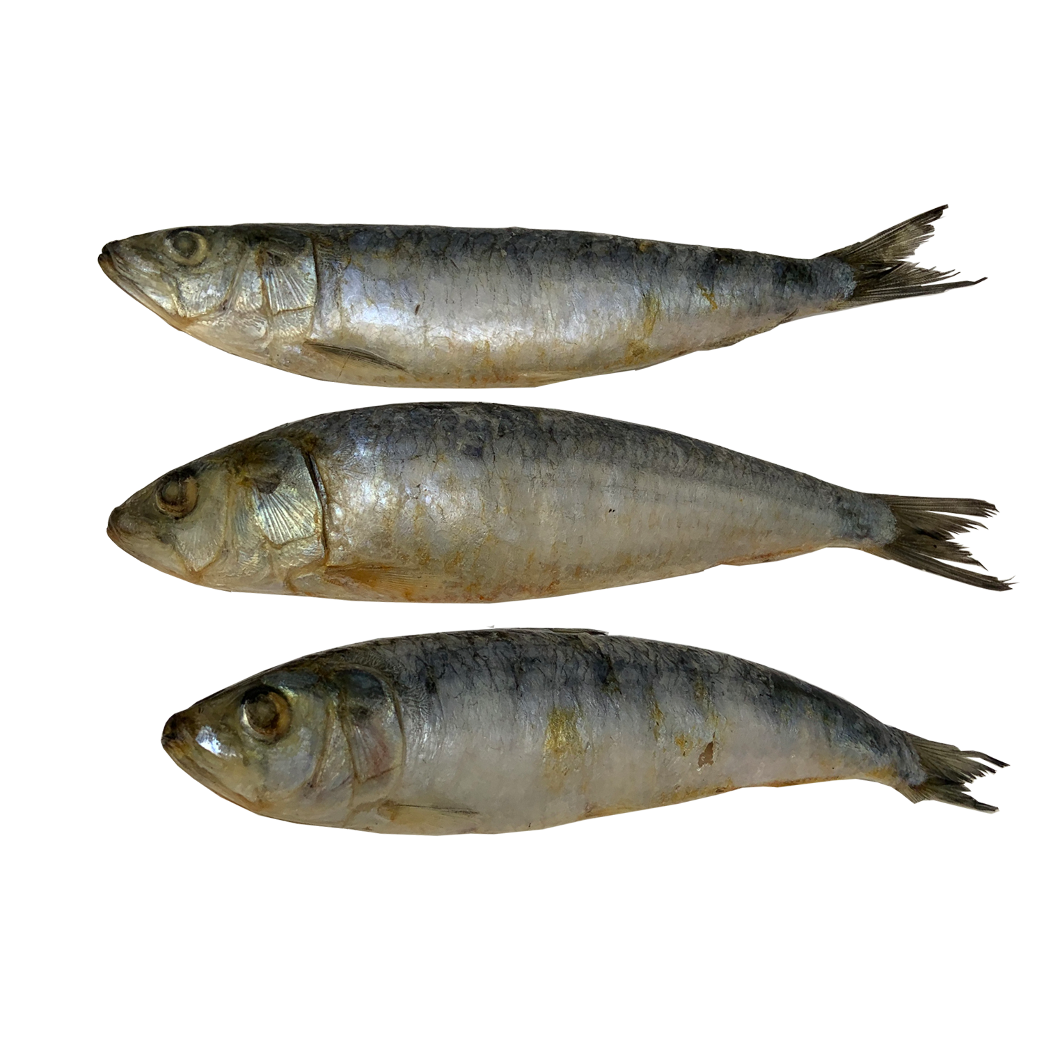 Sardinas – El Pescado Feliz