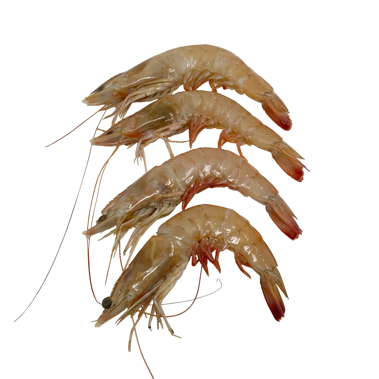 Camarón Colosal con Cabeza – El Pescado Feliz