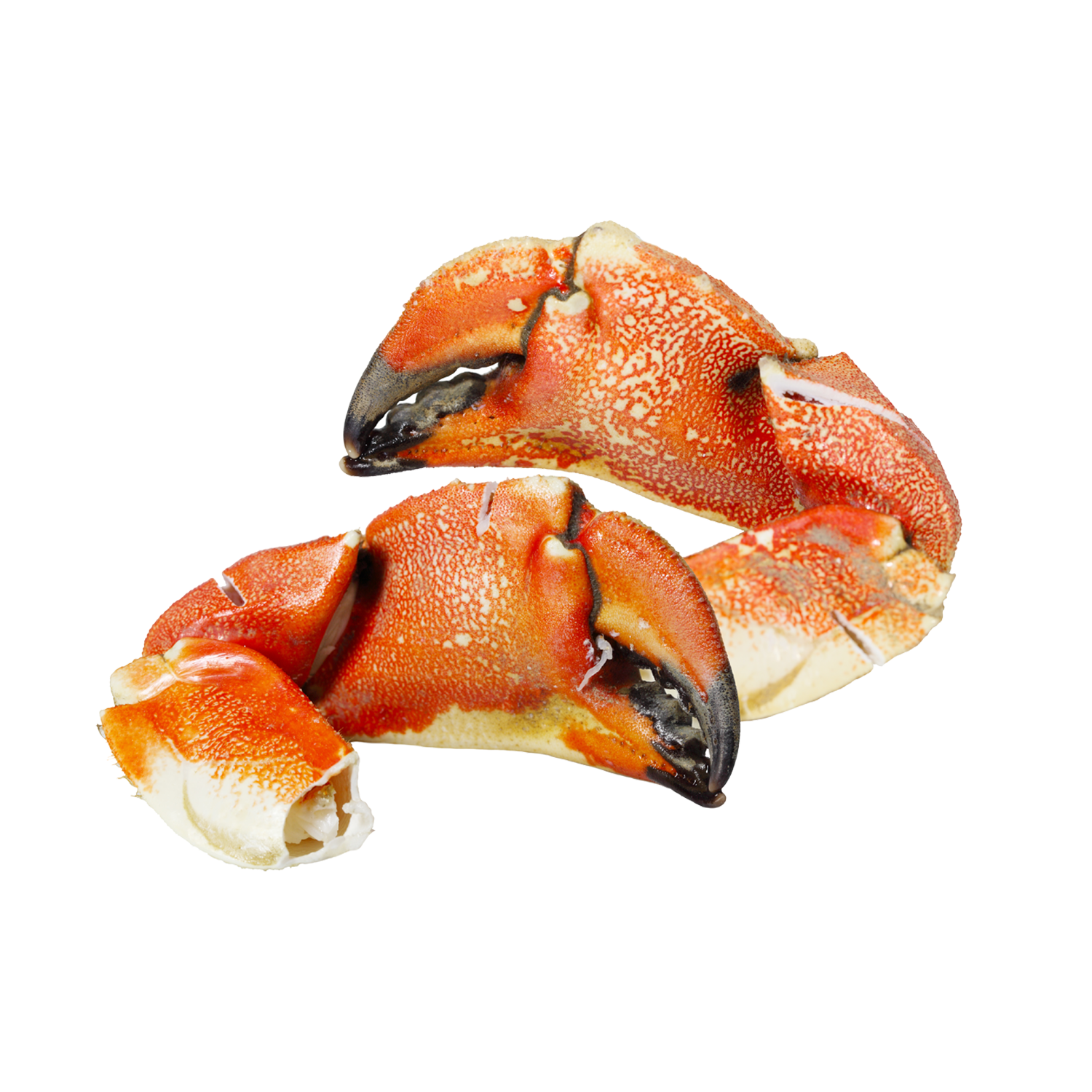 Cangrejo Moro Colosal – El Pescado Feliz