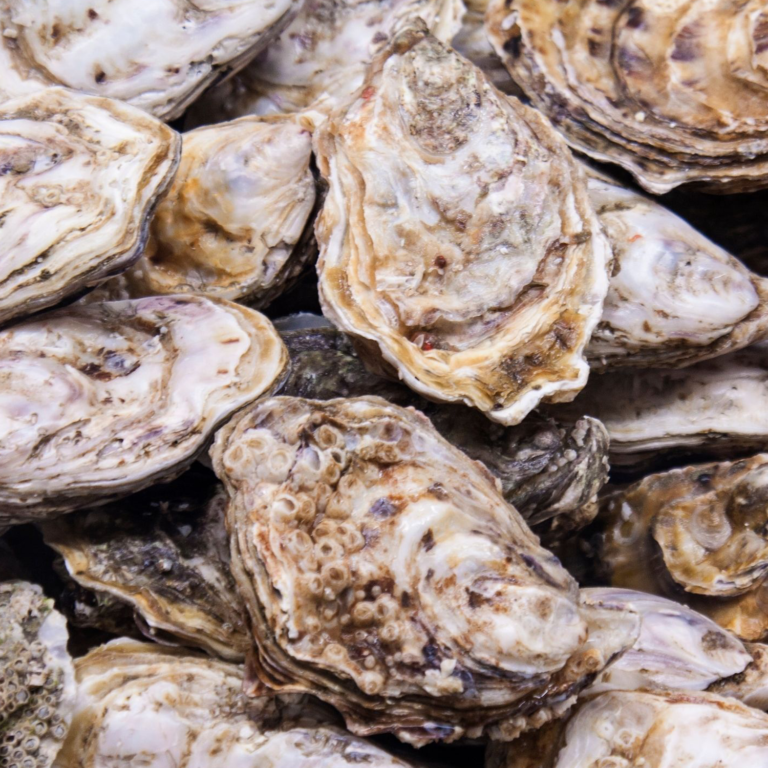 Concha de Ostión Vacía – El Pescado Feliz